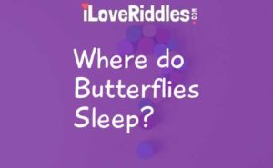 Where Do Butterflies Sleep?